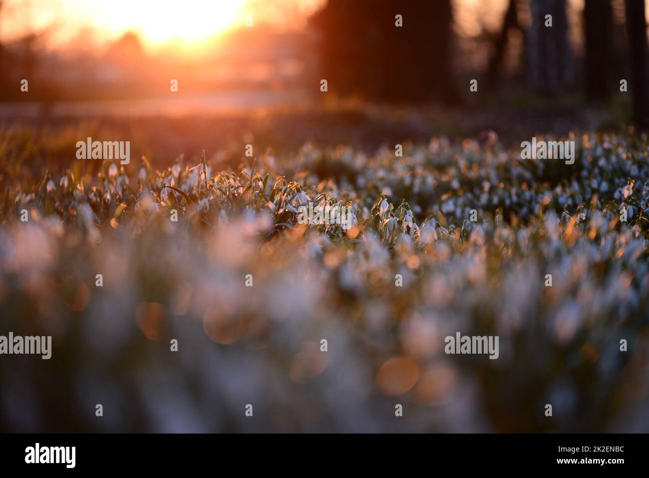 Snowdrop field hi-res stock photography and images - Alamy