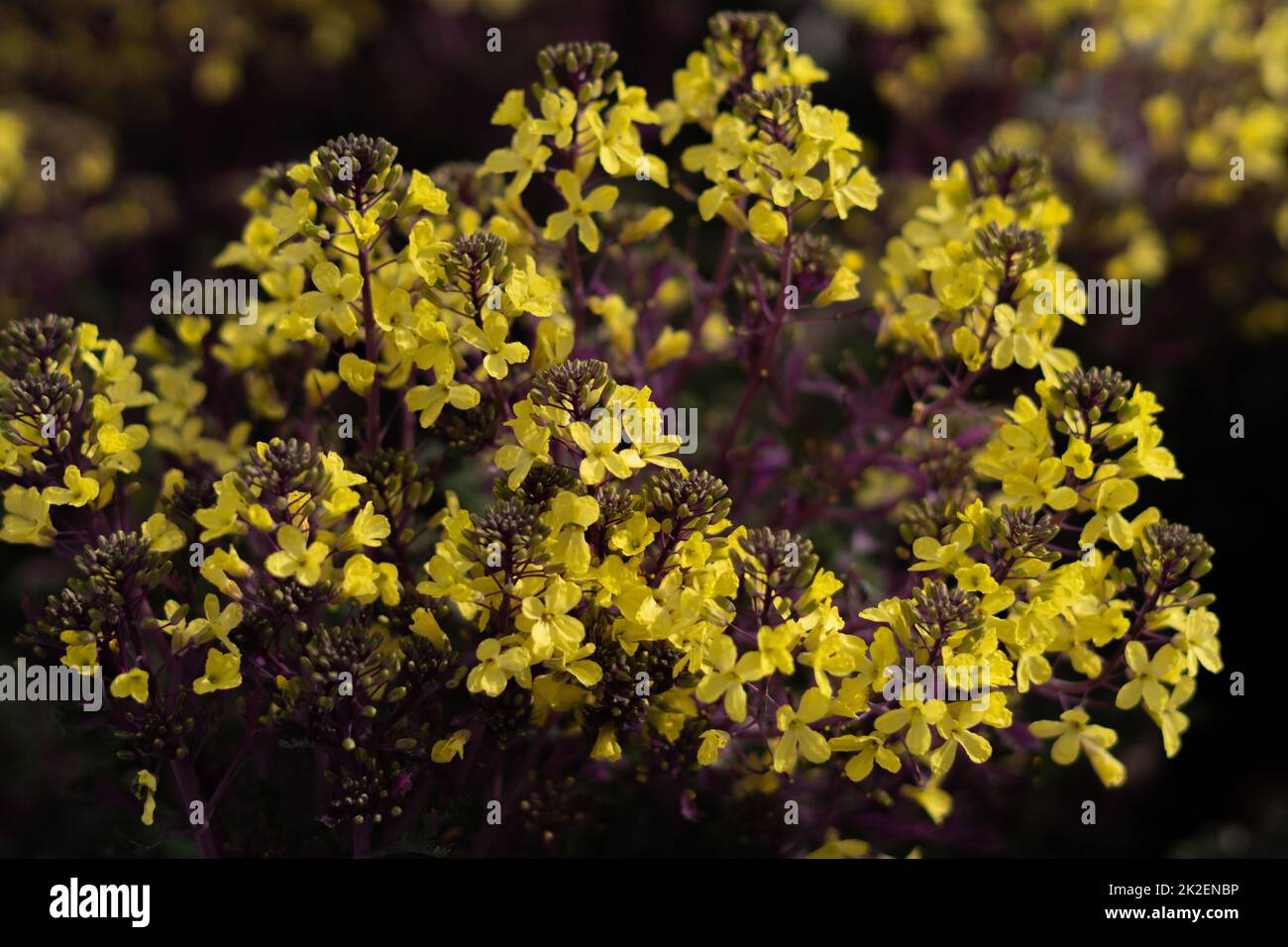colorful ornamental flowers in a garden Stock Photo - Alamy