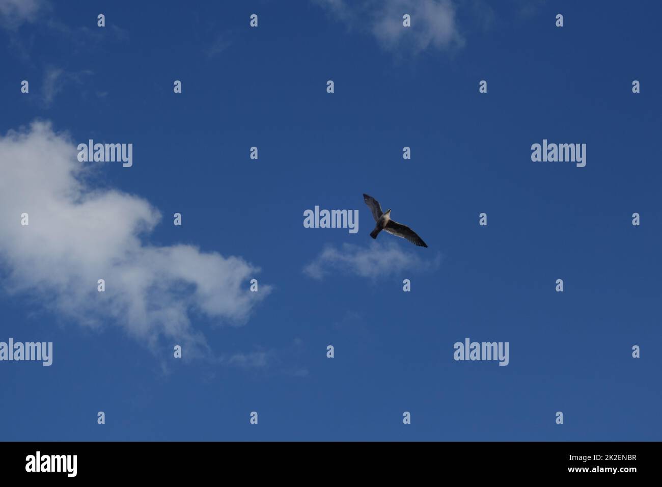 Flying seagull against the blue sky with few clouds Stock Photo - Alamy