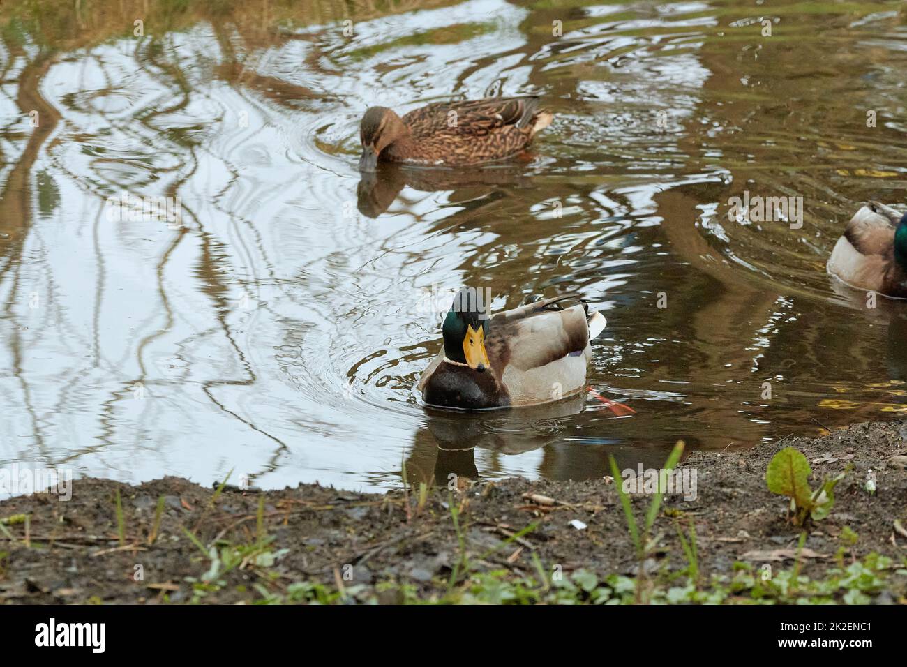 Three ducks by a pond hi-res stock photography and images - Alamy