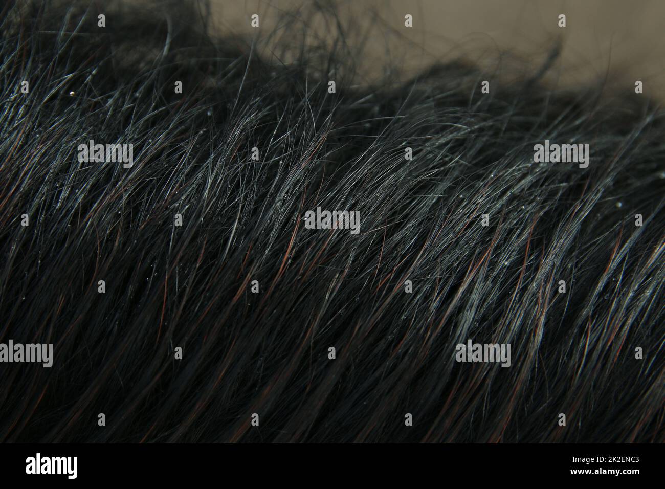 Shiny mane hi-res stock photography and images - Alamy