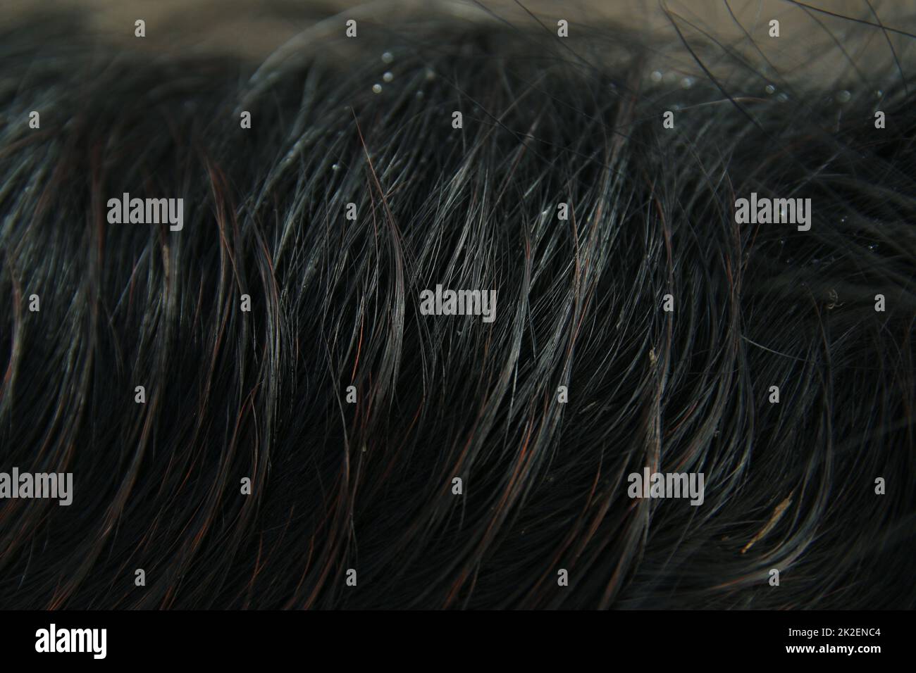 Shiny mane hi-res stock photography and images - Alamy