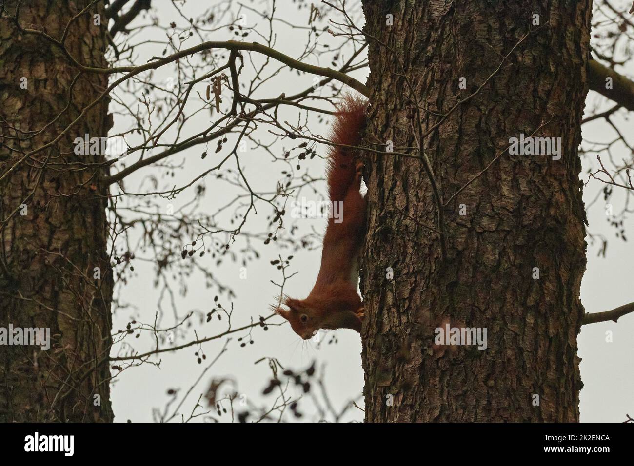 One red squirrel climbs on an oak tree Stock Photo - Alamy