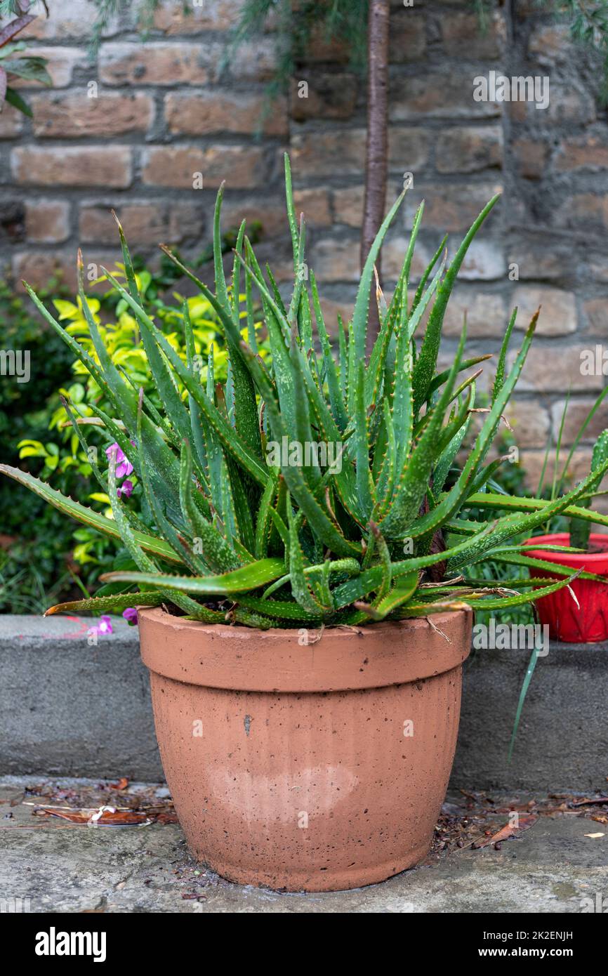 Narrow leaf aloe vera plant in a cement pot Stock Photo - Alamy