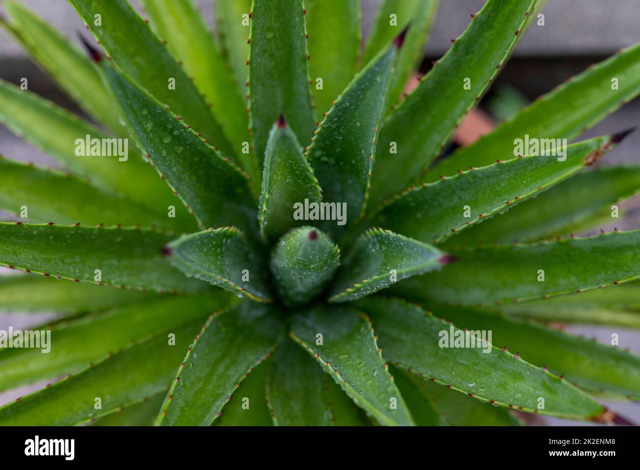 Century plant agave species hi-res stock photography and images - Alamy