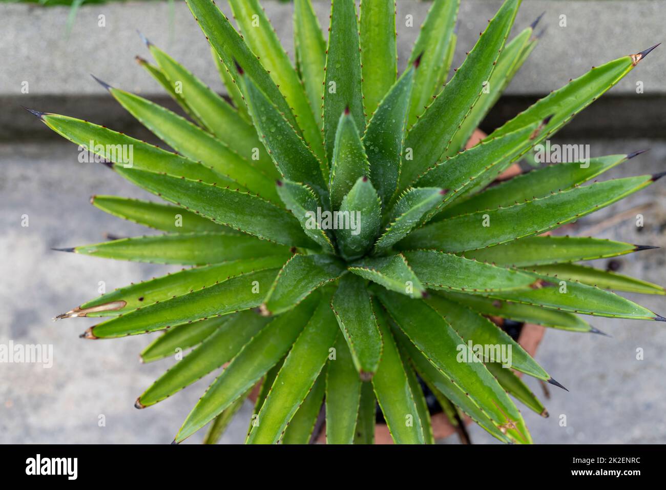 Agave beautiful plant top view Stock Photo - Alamy