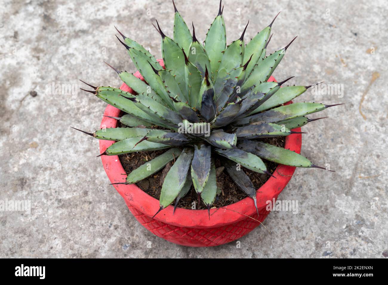 Rotten root plant [pot hi-res stock photography and images - Alamy