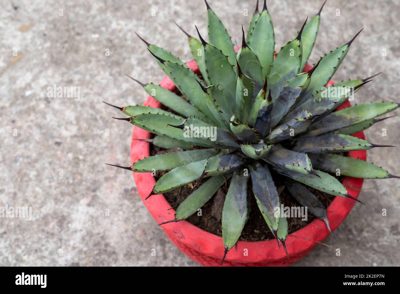 Root rot agave plant from fungal and bacterial diseases attack Stock ...