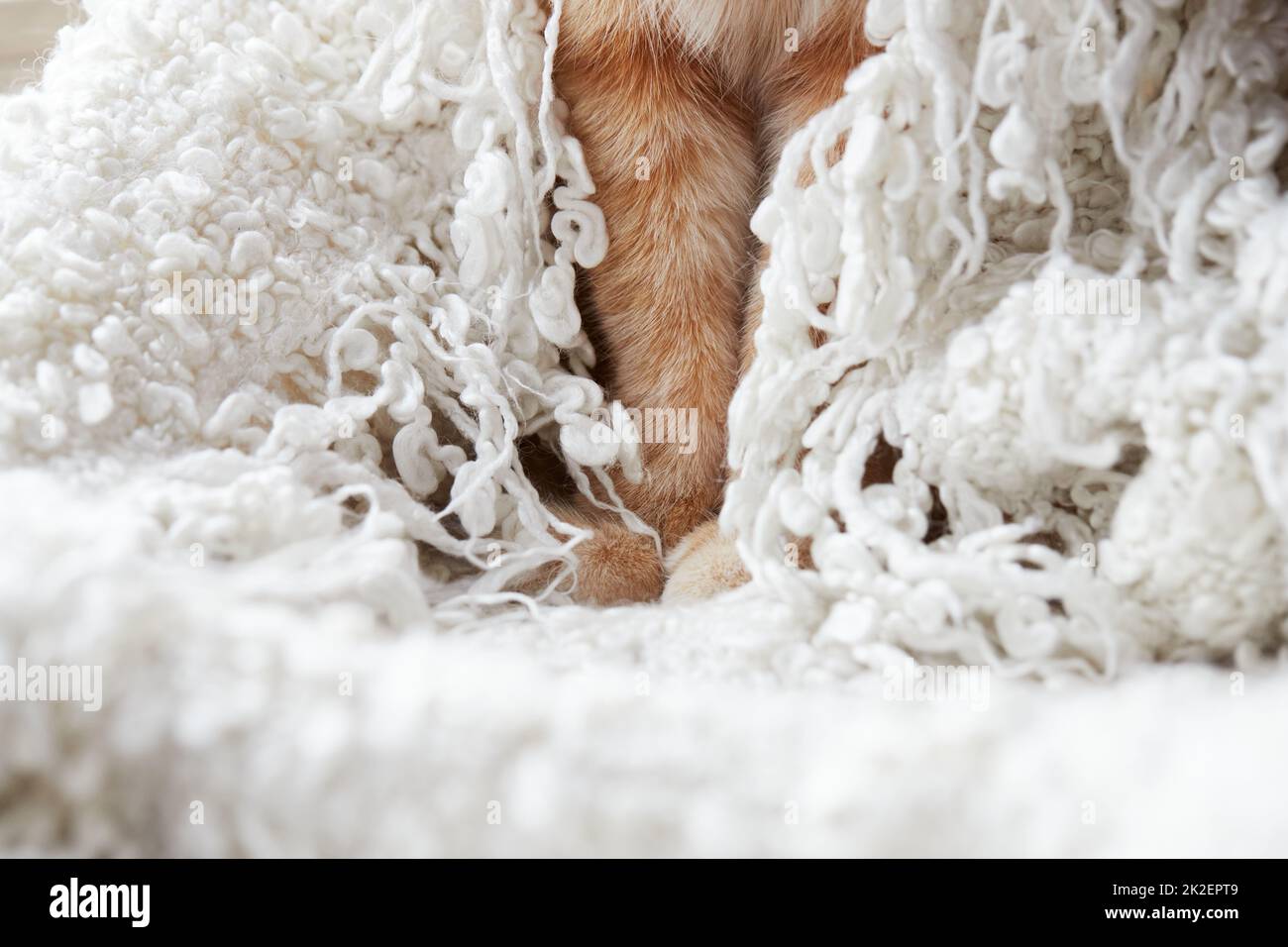 Ginger cat paws hi-res stock photography and images - Alamy