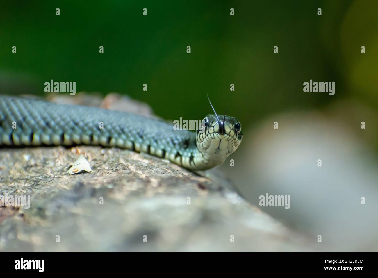 Black tree snake hi-res stock photography and images - Alamy