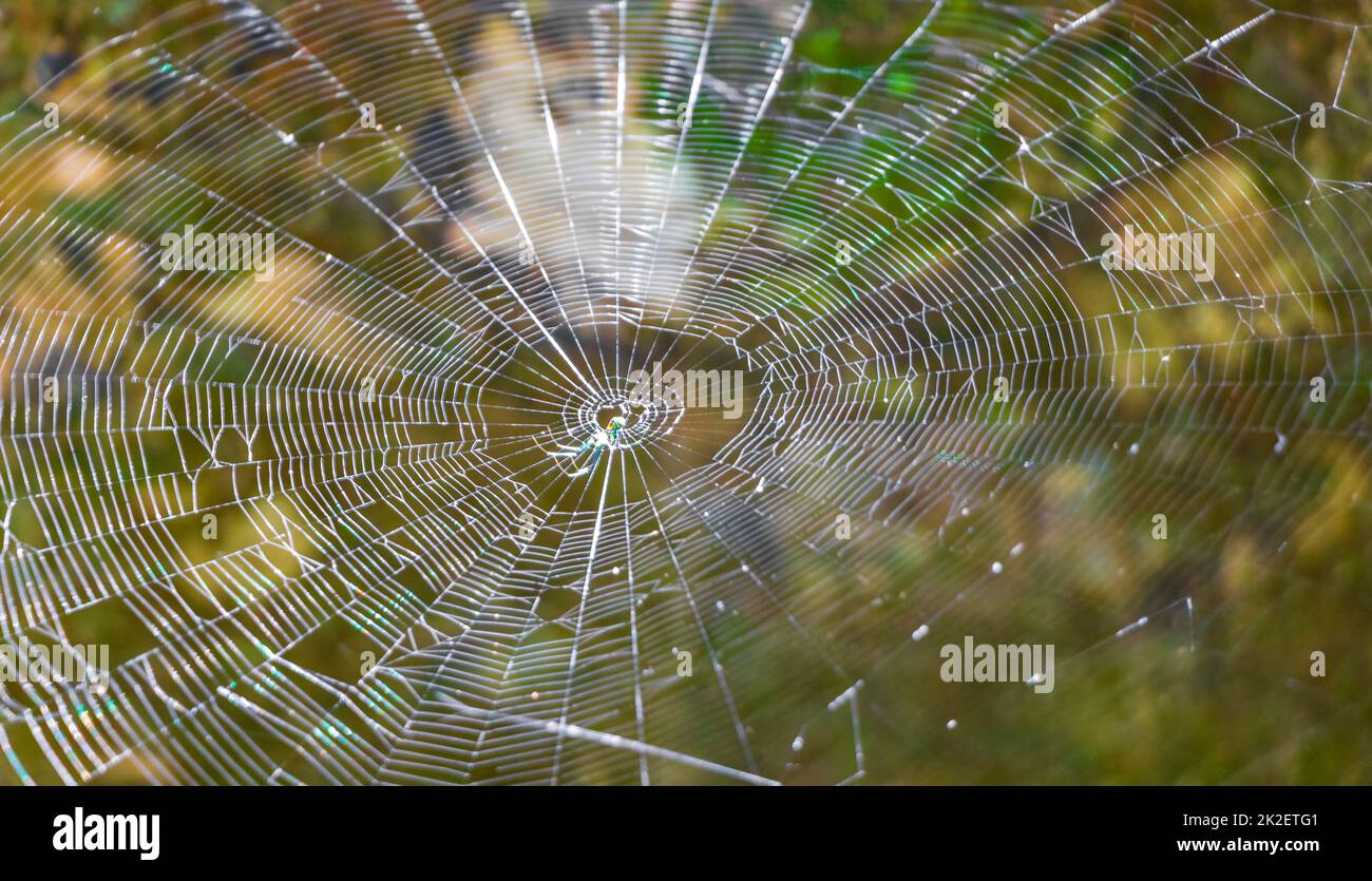 Beautiful spider web between rocks stones Muyil Mayan ruins Mexico ...