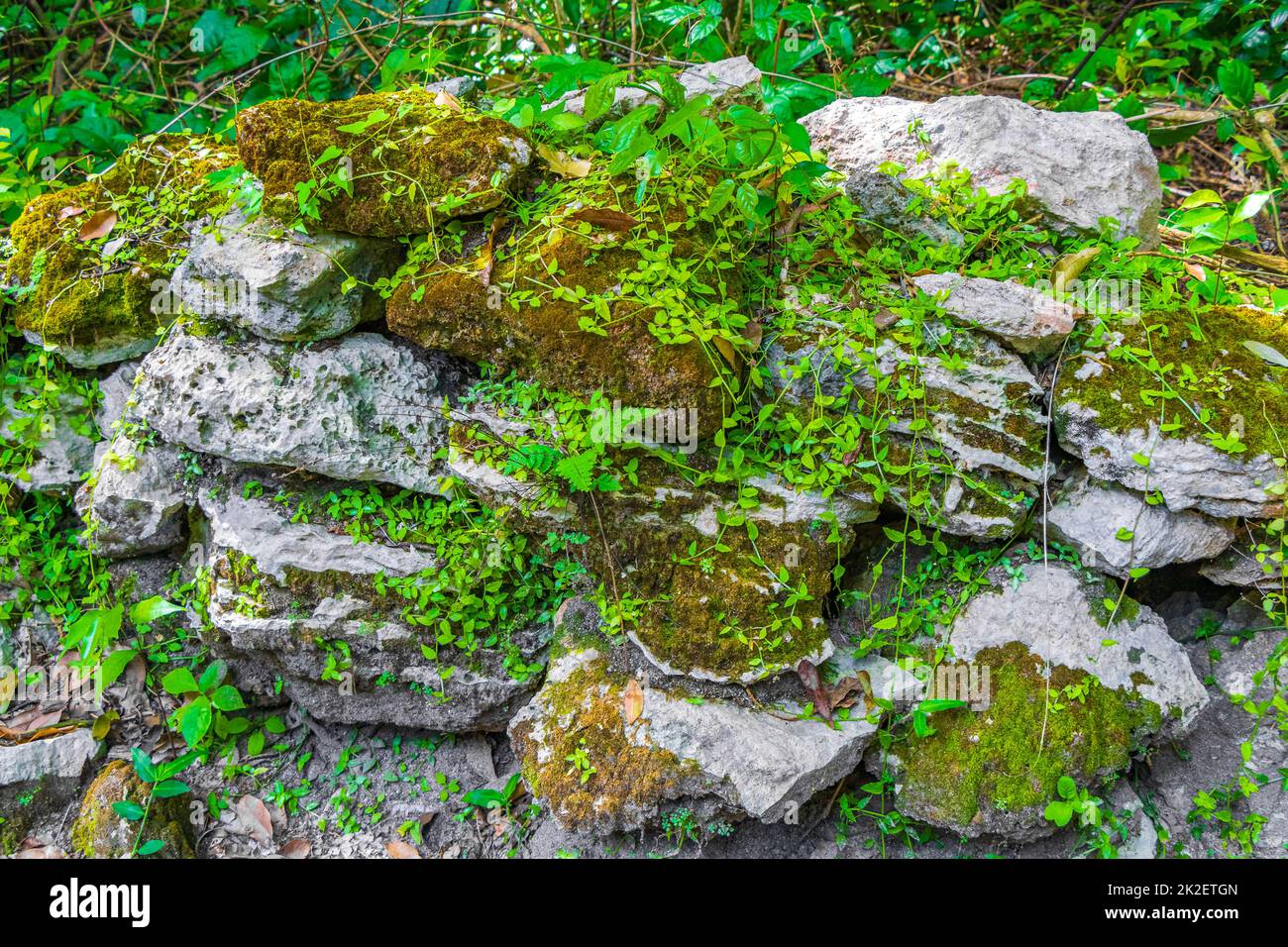 Tropical jungle plants trees rocks stones Muyil Mayan ruins Mexico ...