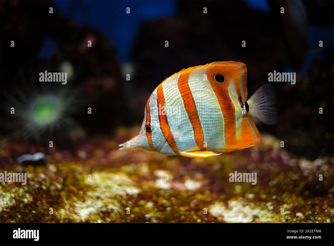 Copperband butterflyfish Chelmon rostratus Stock Photo - Alamy