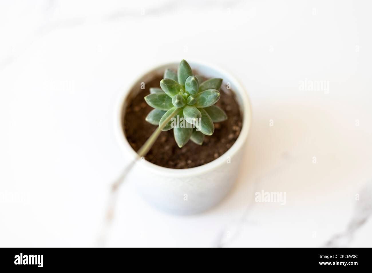 Pachyphytum compactum succulent a ceramic pot with selective focus and ...