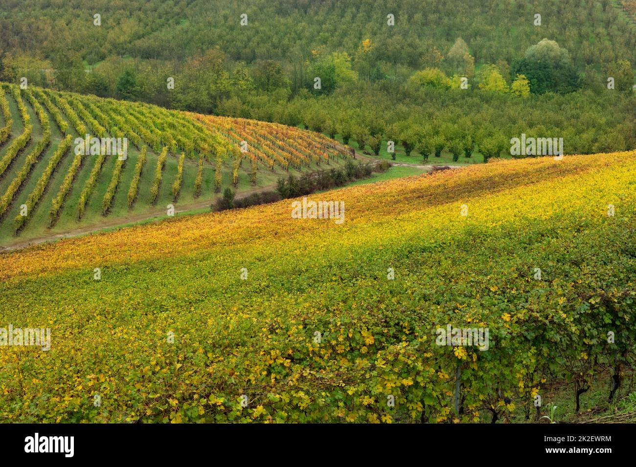 Nebbiolo region hi-res stock photography and images - Alamy