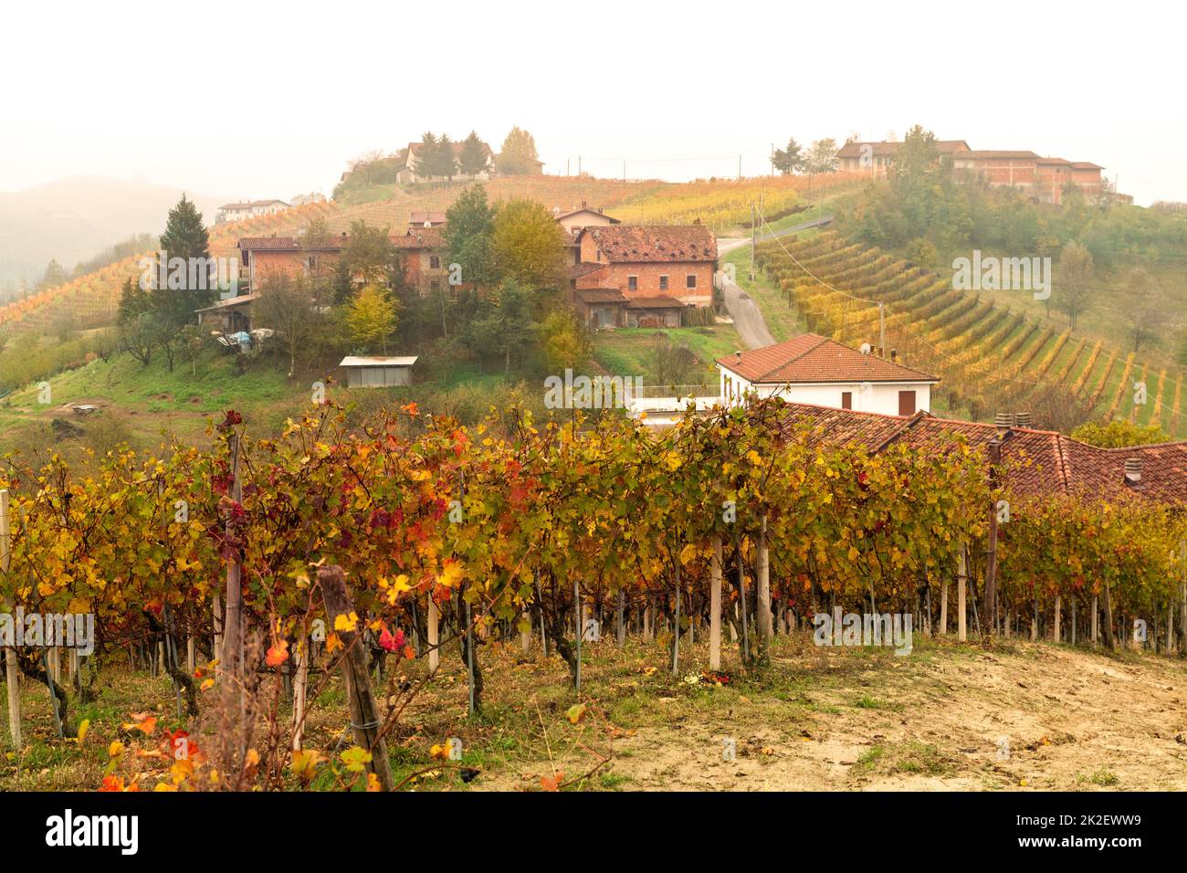 Landscape of Barolo wine region Stock Photo - Alamy