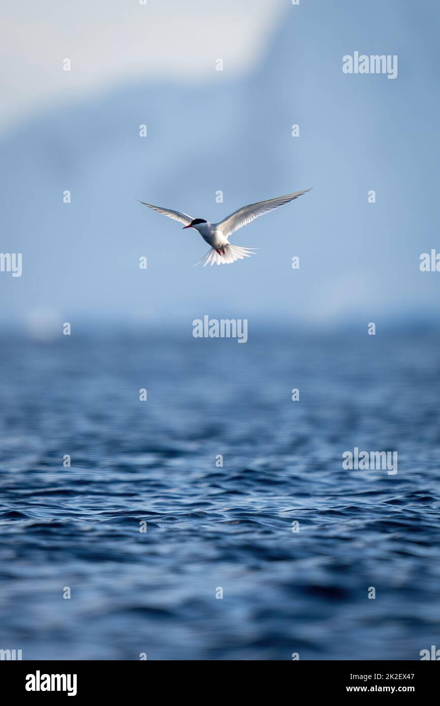 Antarctic tern flying over ocean near mountains Stock Photo - Alamy