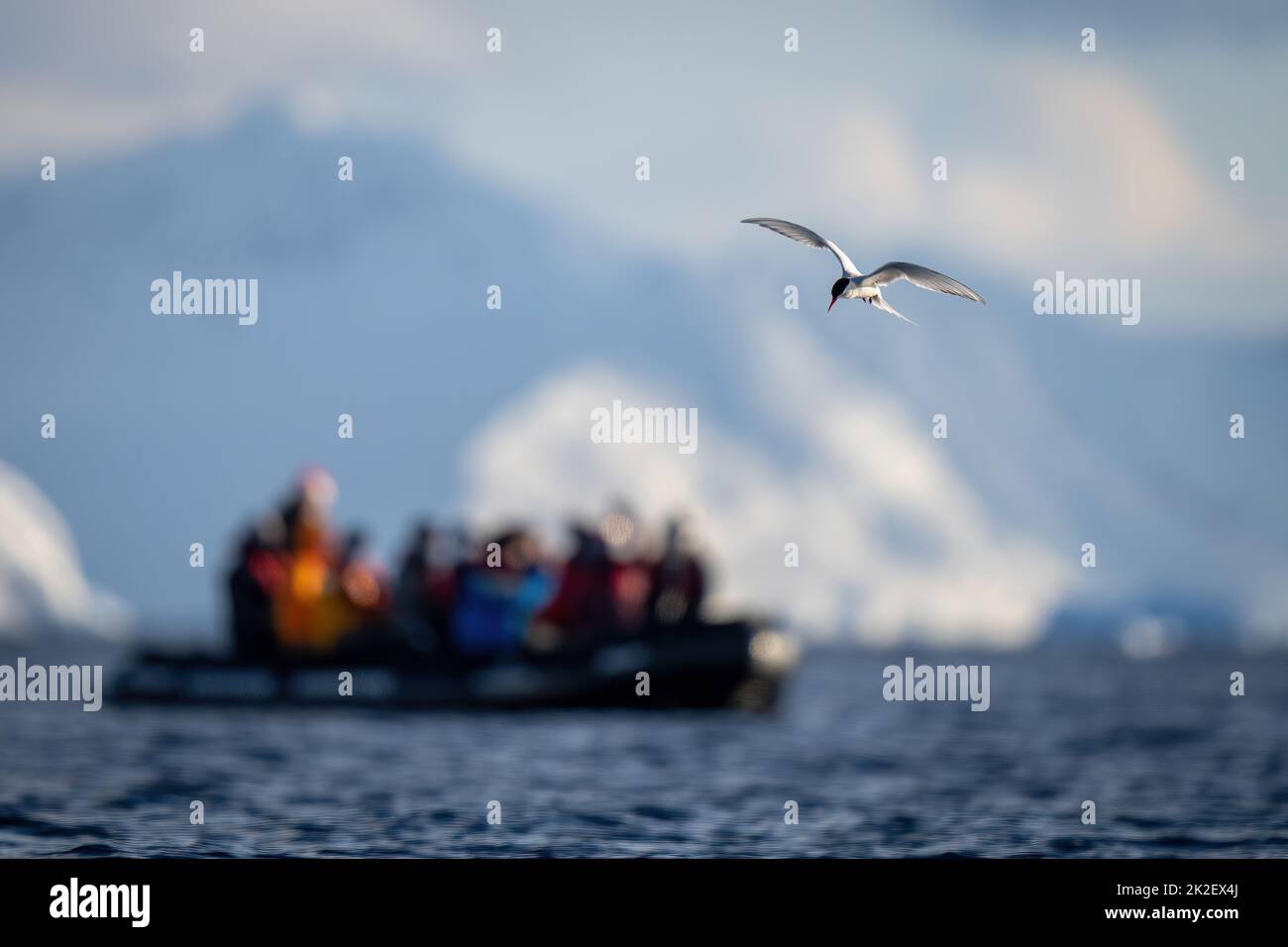 Tern boat hi-res stock photography and images - Alamy