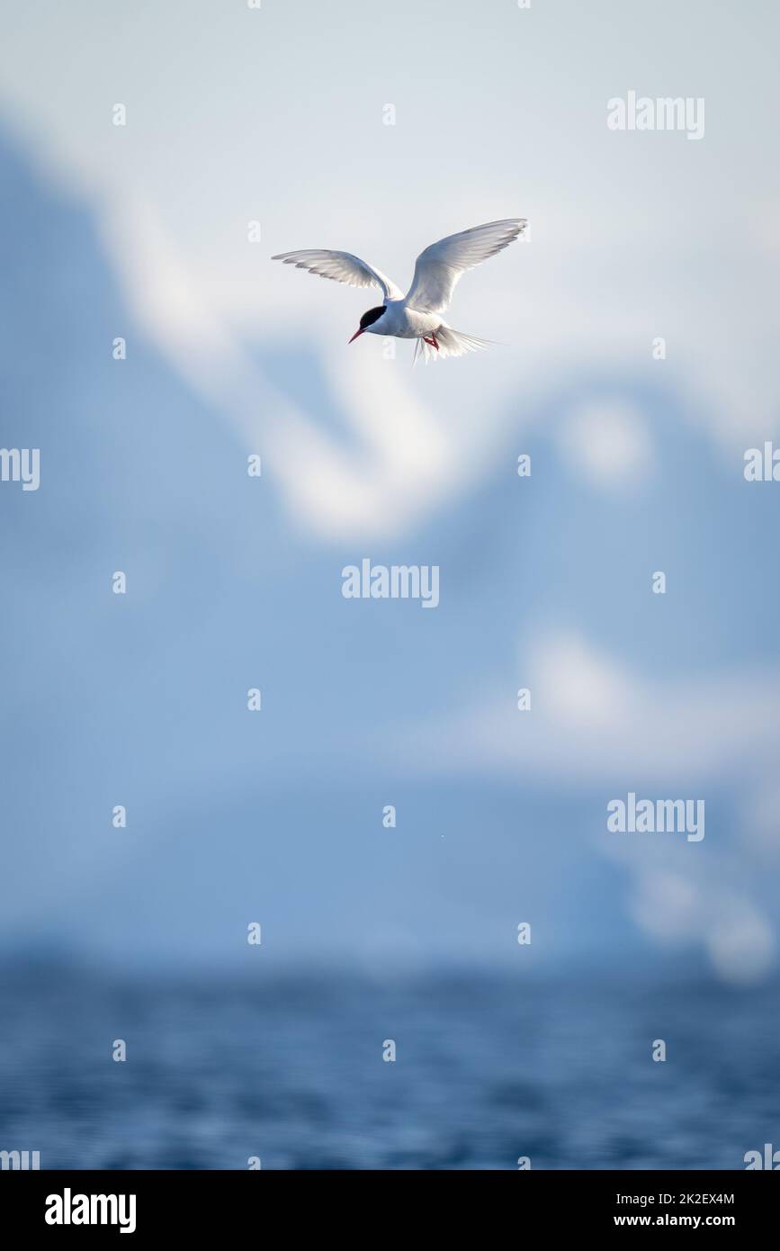Antarctic tern flying with glacier in background Stock Photo - Alamy