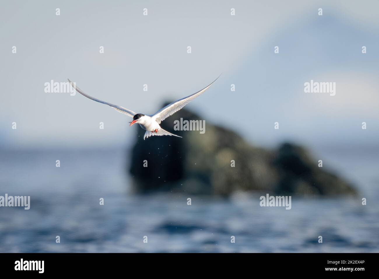 Antarctic tern flies past rocks with fish Stock Photo - Alamy