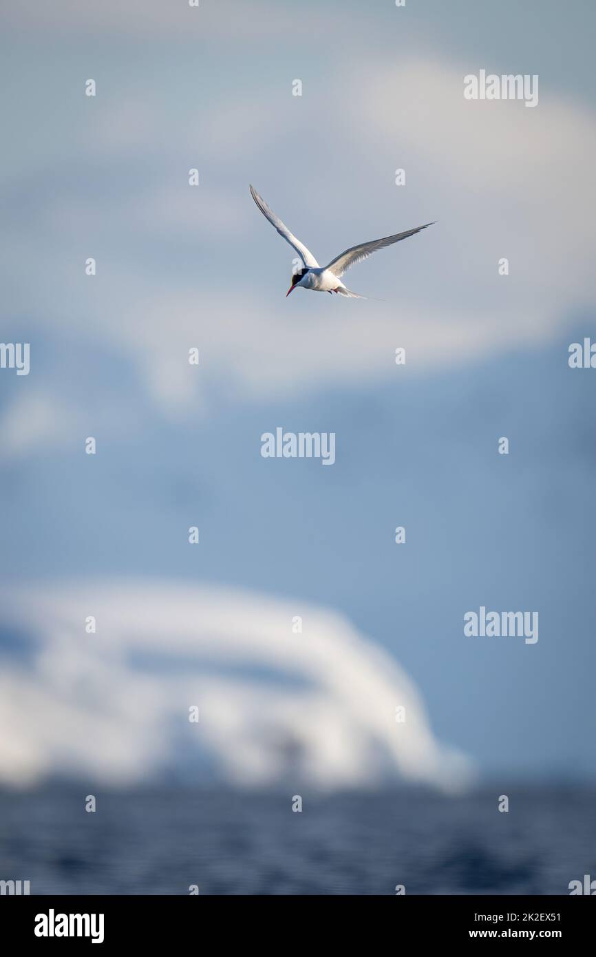 Bird raising wings hi-res stock photography and images - Alamy