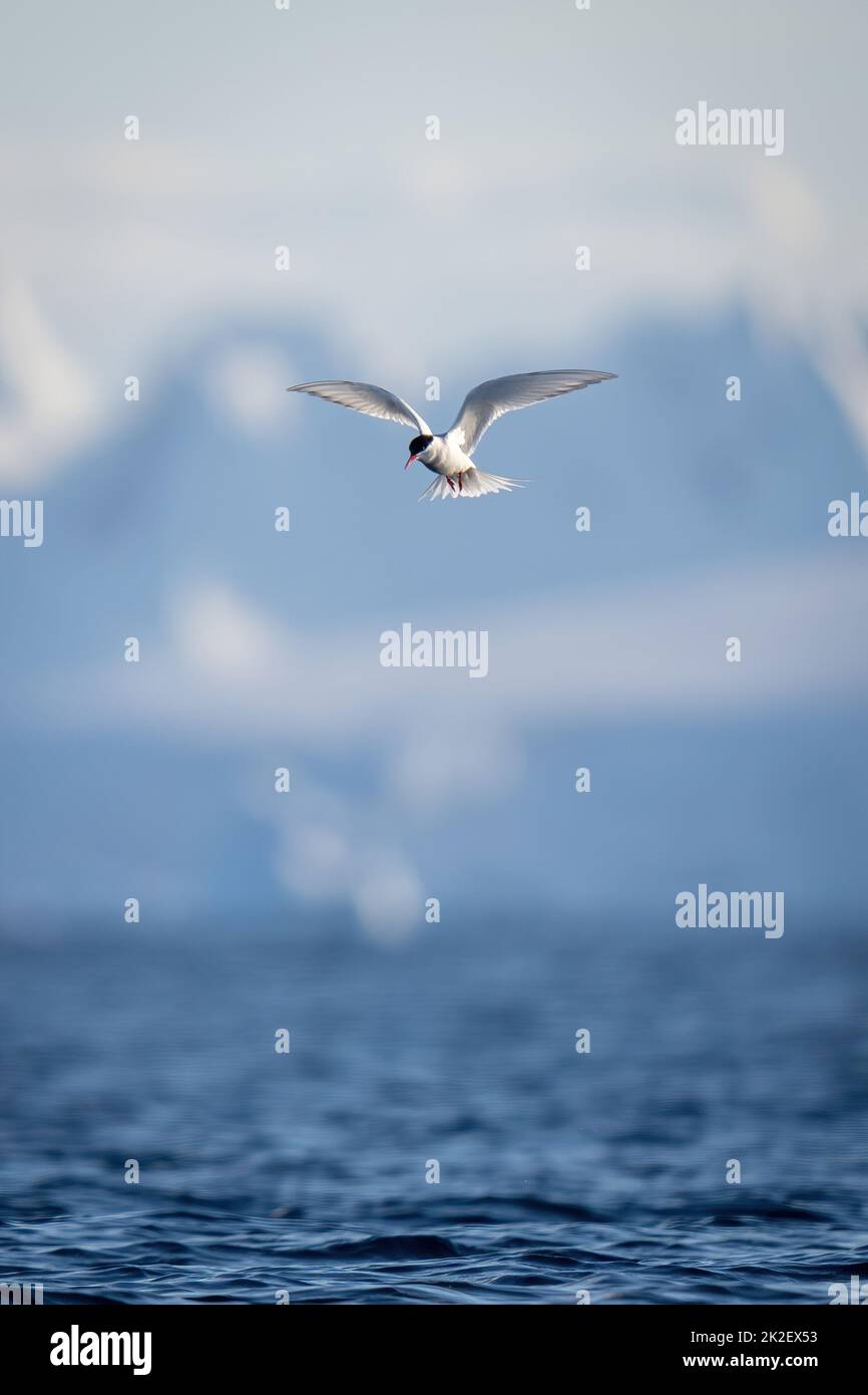 Antarctic tern flying with hills in background Stock Photo - Alamy
