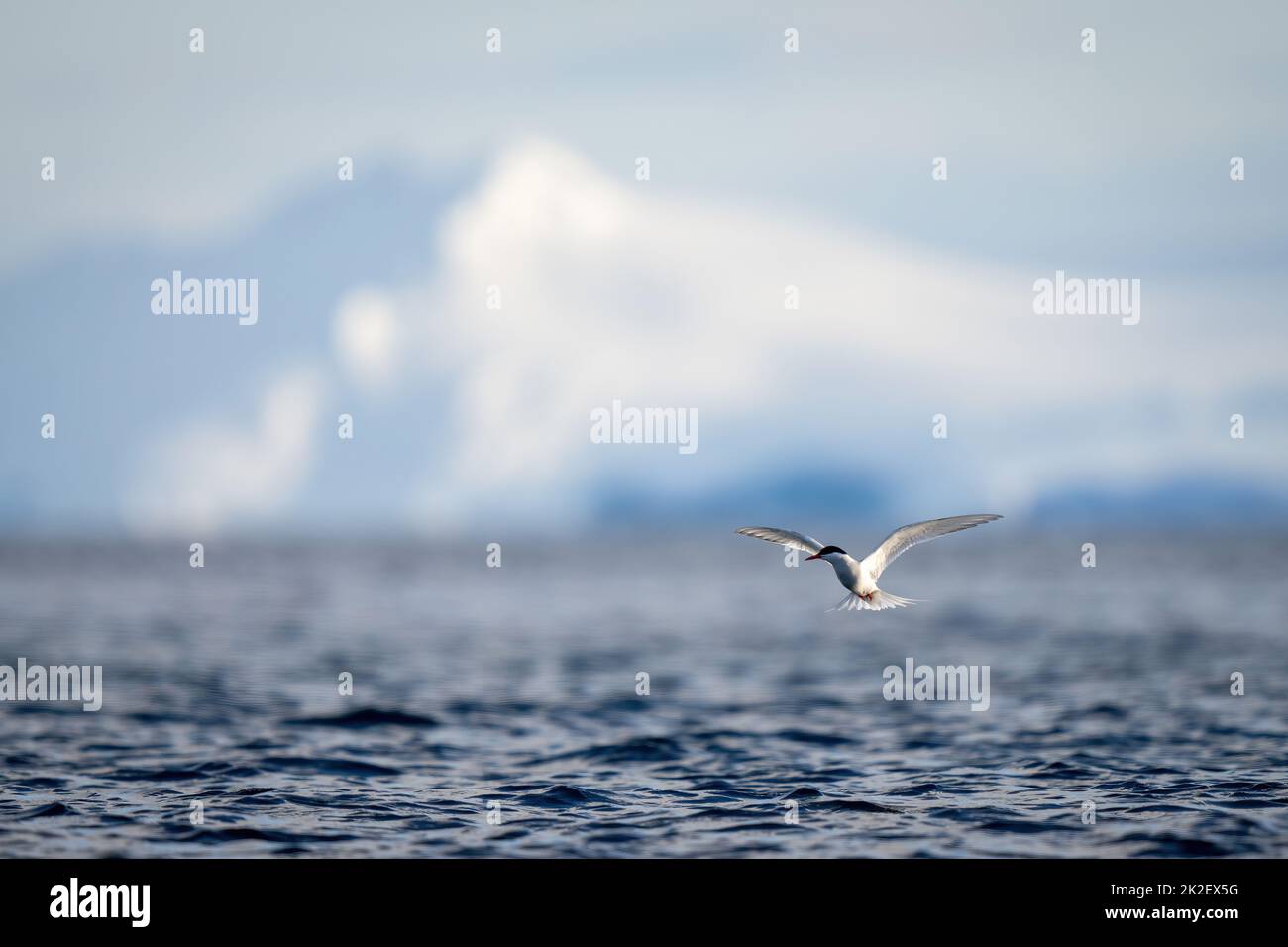 Antarctic tern hovers over ocean to fish Stock Photo - Alamy