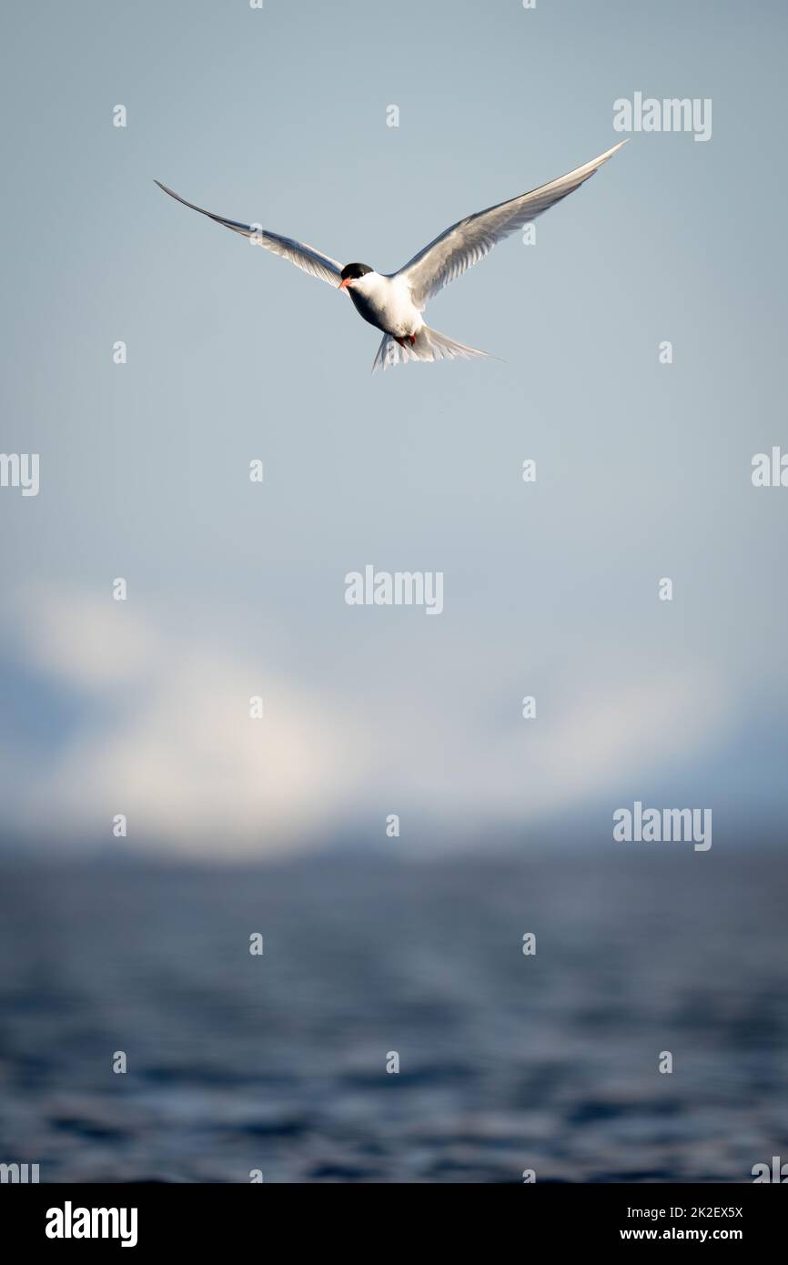 Antarctic tern hovering over ocean in sunshine Stock Photo - Alamy