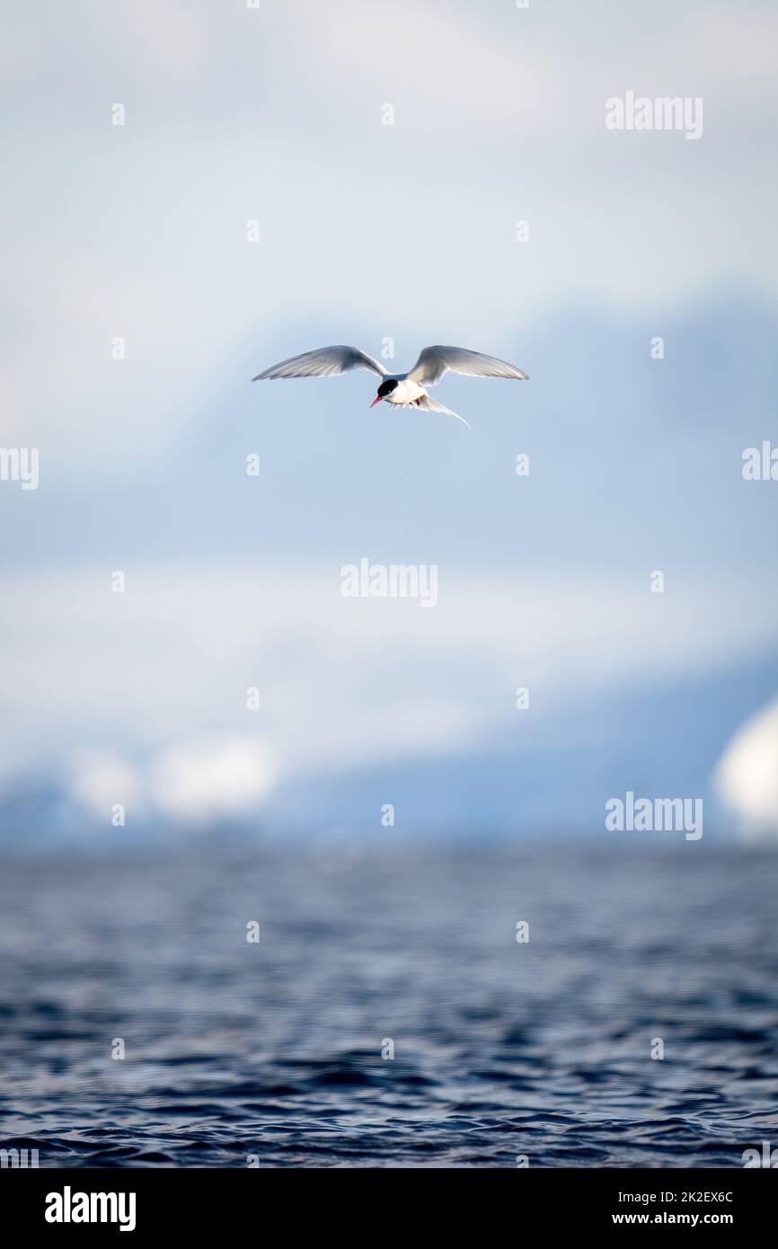 Antarctic tern soars over ocean stretching wings Stock Photo - Alamy