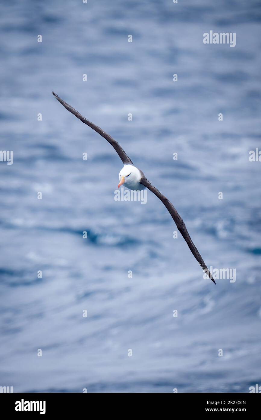 Black-browed albatross glides with wings stretched diagonally Stock ...