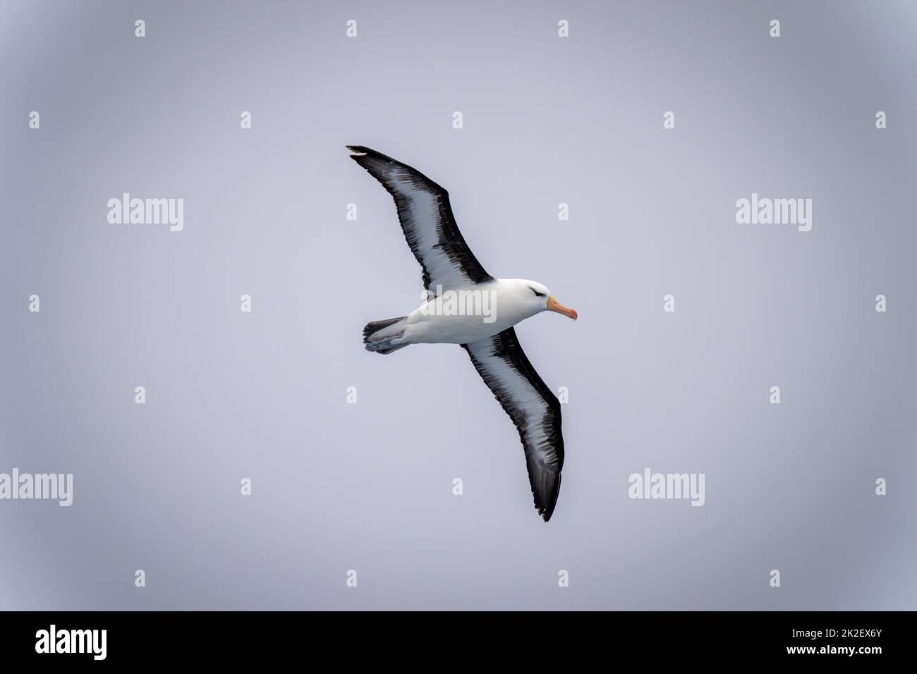 Black-browed albatross glides with wings stretched out Stock Photo - Alamy