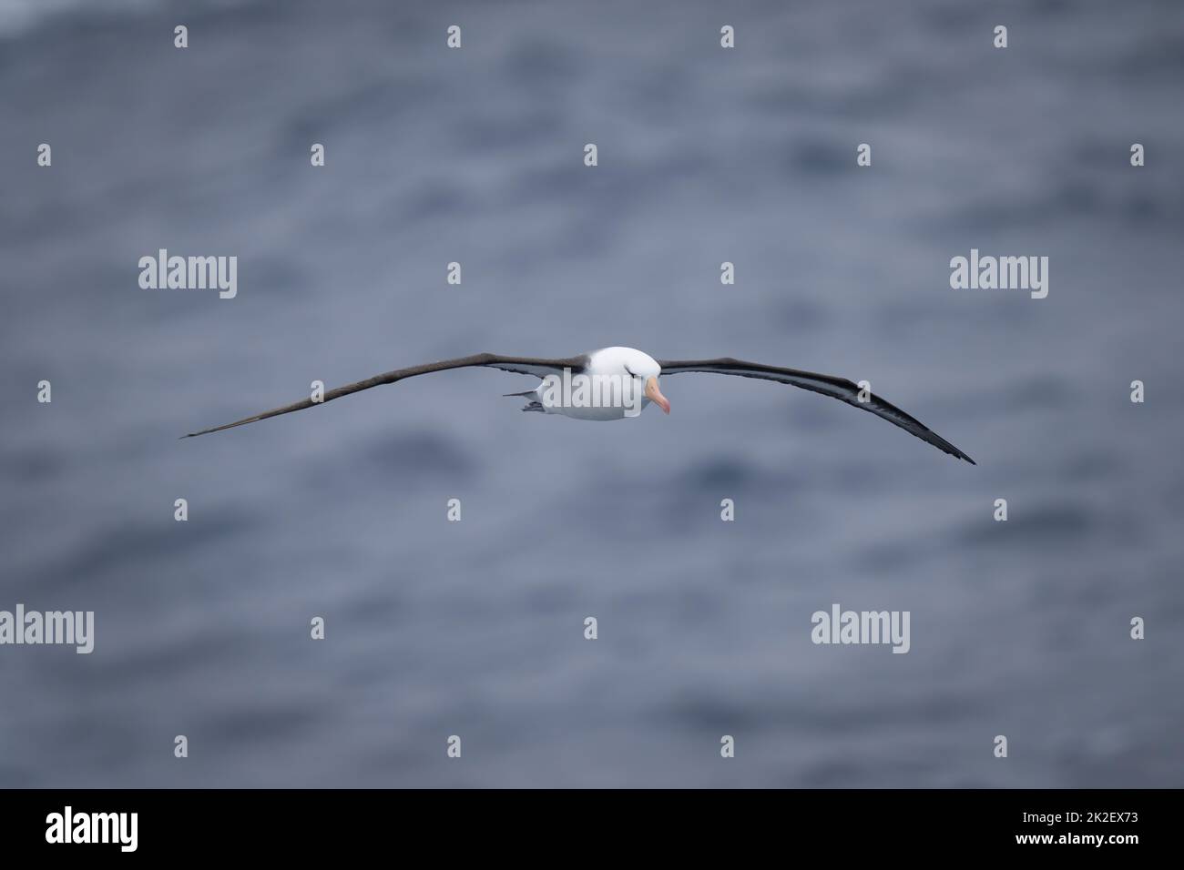 Black-browed albatross over ocean with wings spread Stock Photo - Alamy