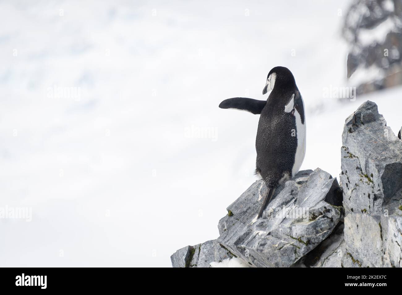 Chinstrap penguin balances on rock looking back Stock Photo - Alamy