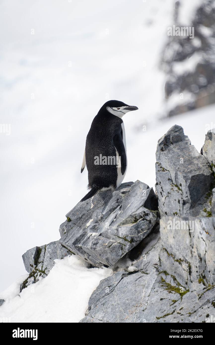 Chinstrap penguin balances on rock facing right Stock Photo - Alamy