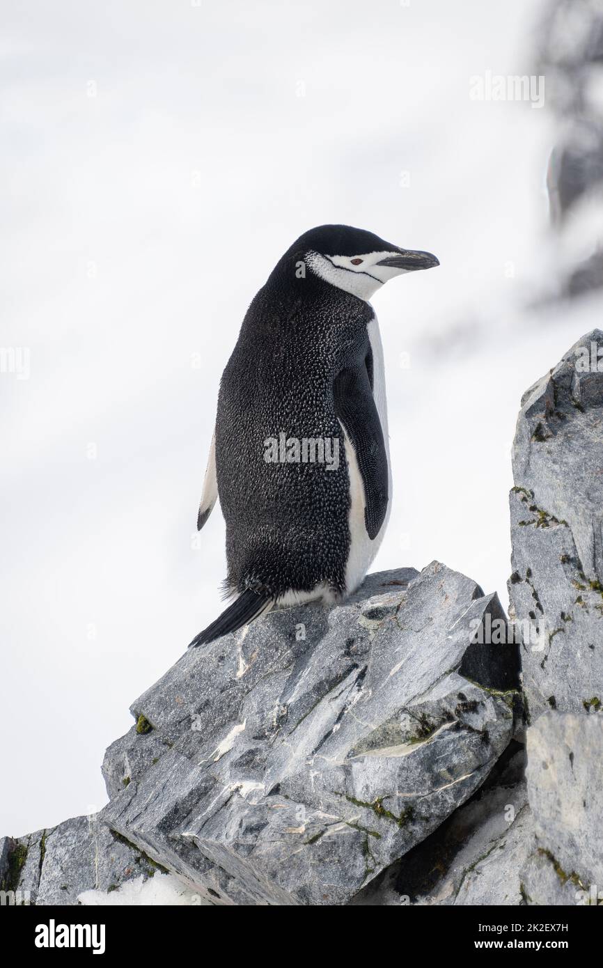Chinstrap penguin balances on rocks facing right Stock Photo - Alamy