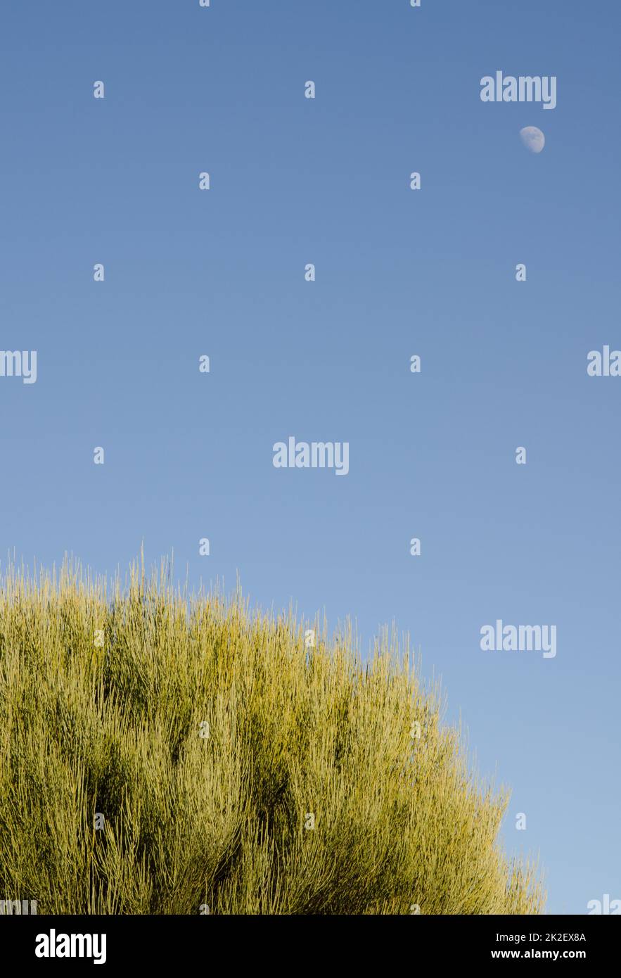 Canary islands broom hi-res stock photography and images - Alamy