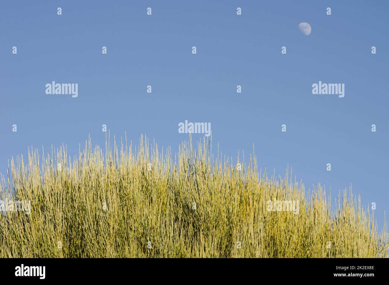 Broom and moon Stock Photo - Alamy