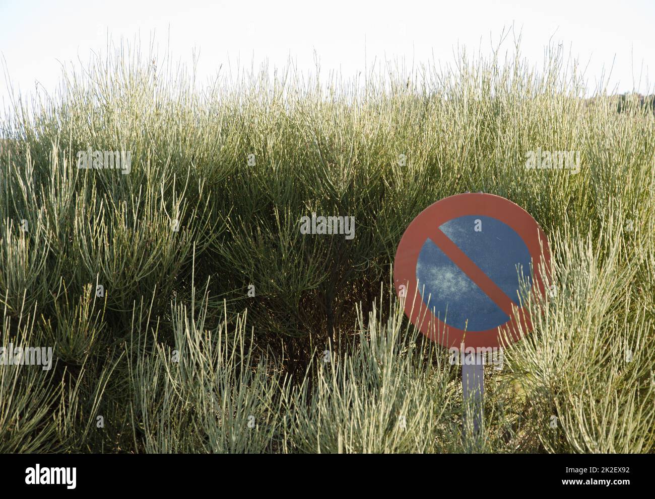 Prohibited parking sign between a broom Stock Photo - Alamy