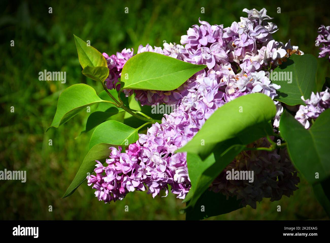 Pink pale hi-res stock photography and images - Alamy
