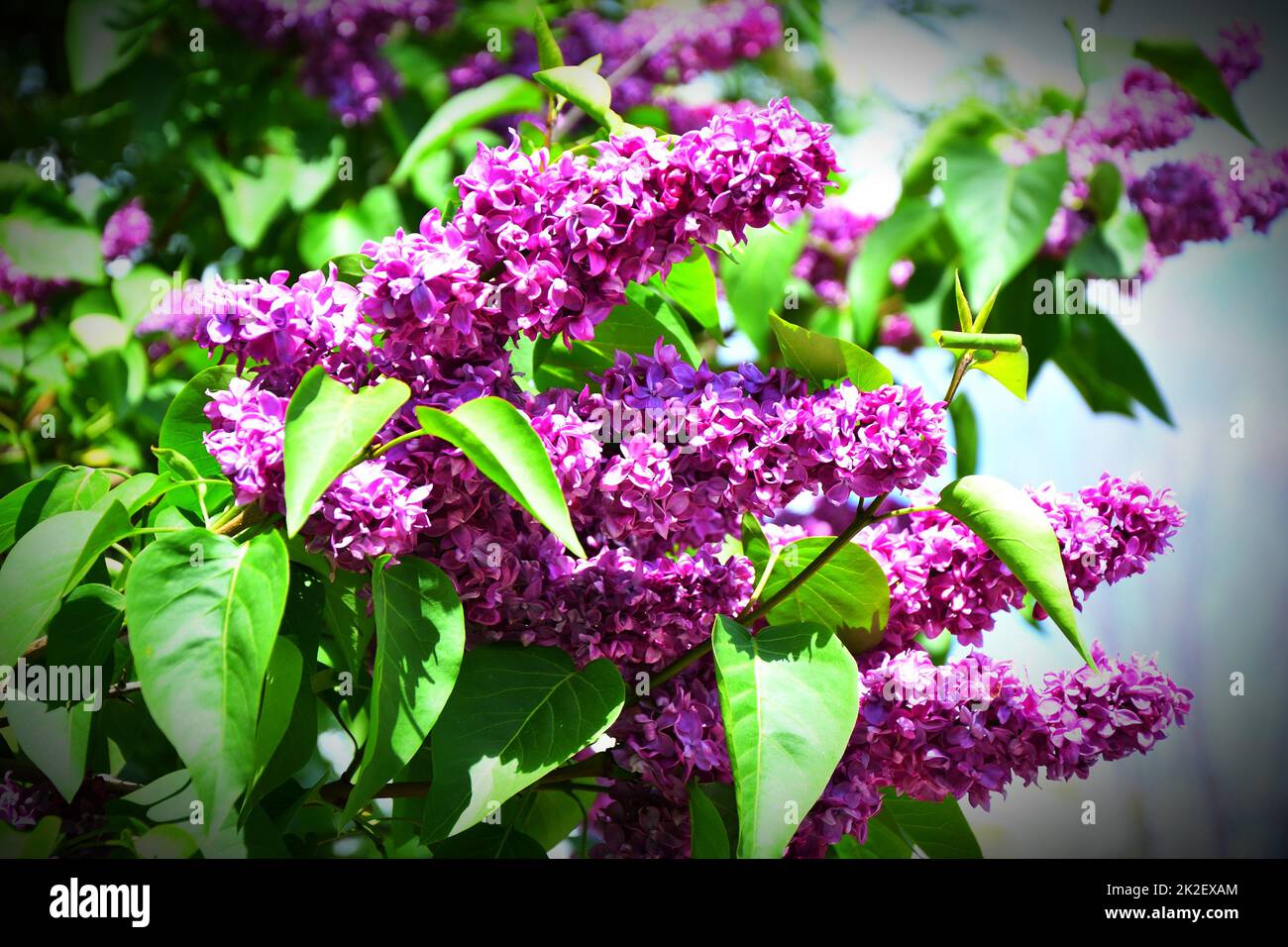 Pale lilac petal hi-res stock photography and images - Alamy