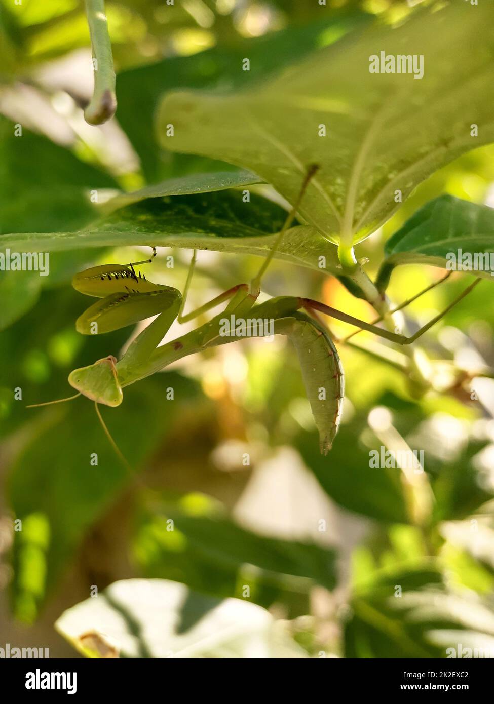 Praying mantis in natural habitat among green leaves Stock Photo - Alamy