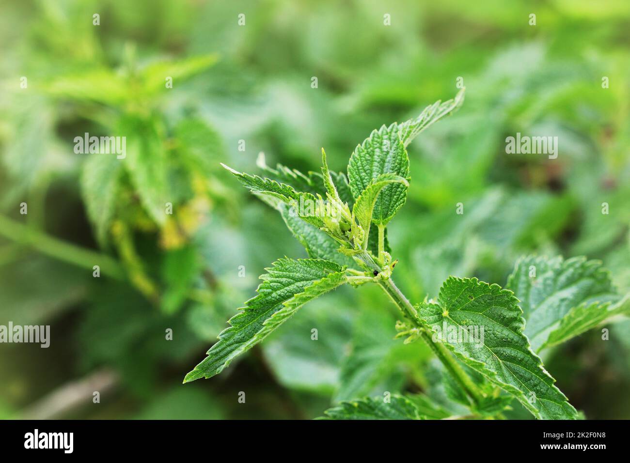 Urtica dioica common stinging nettle hi-res stock photography and ...