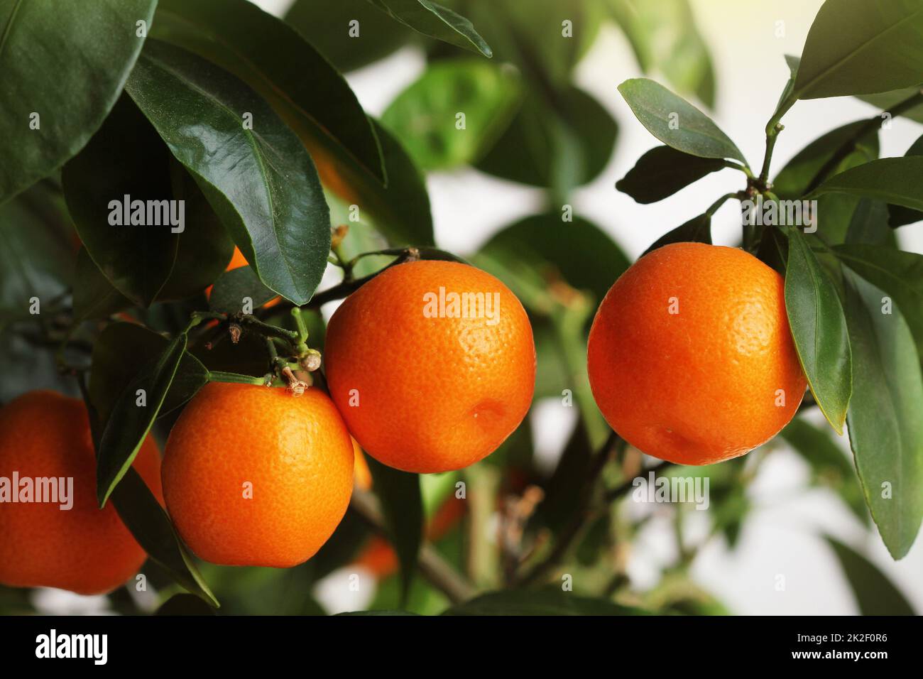 Freshness mandarin fruits on a tree. Tangerine background Stock Photo ...