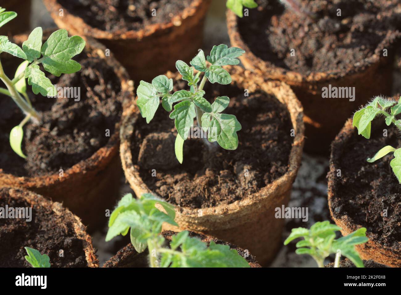 Young tomato seedling sprouts in the peat pots. Gardening concept Stock ...