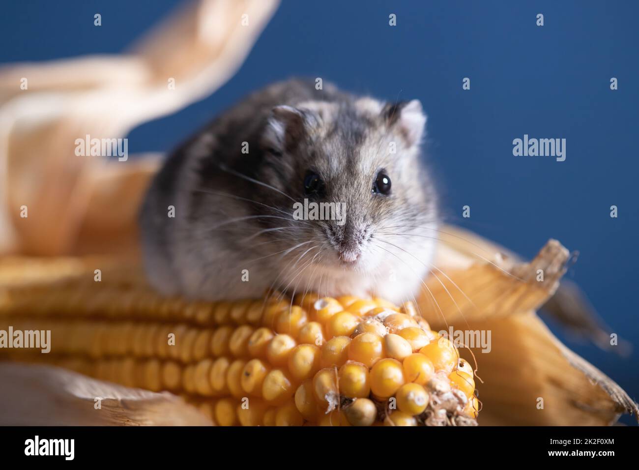 Cute pet hamster with corn Stock Photo - Alamy