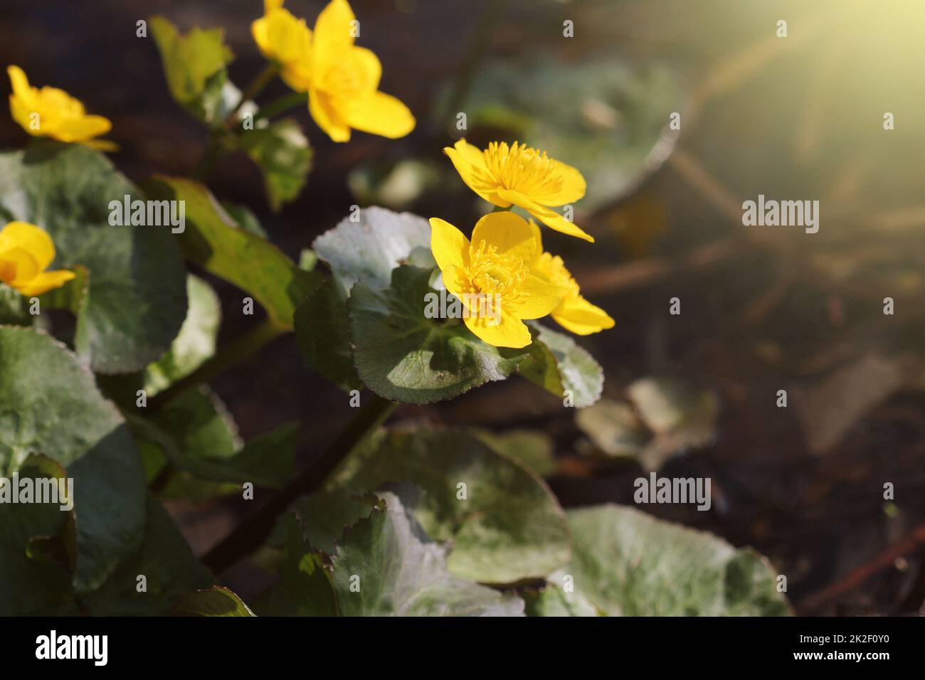 Caltha palustris, known as marsh-marigold and kingcup flowers ...