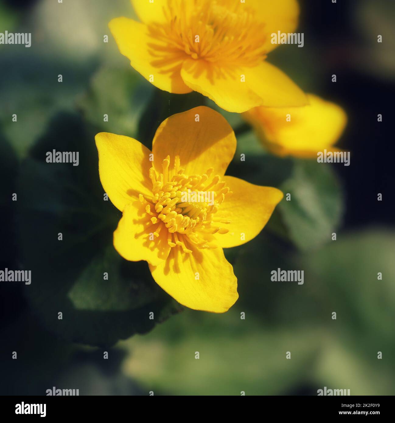 Caltha palustris, known as marsh-marigold and kingcup flowers ...