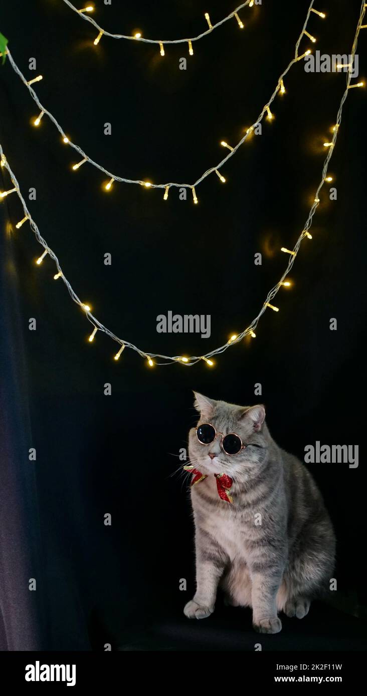 The cat celebrates a New Year 2022 with glasses Stock Photo - Alamy