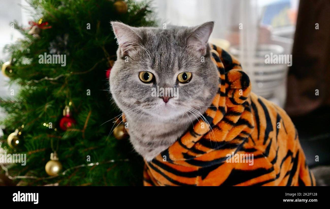 Cat Tiger celebrates New Year 2022 Stock Photo - Alamy