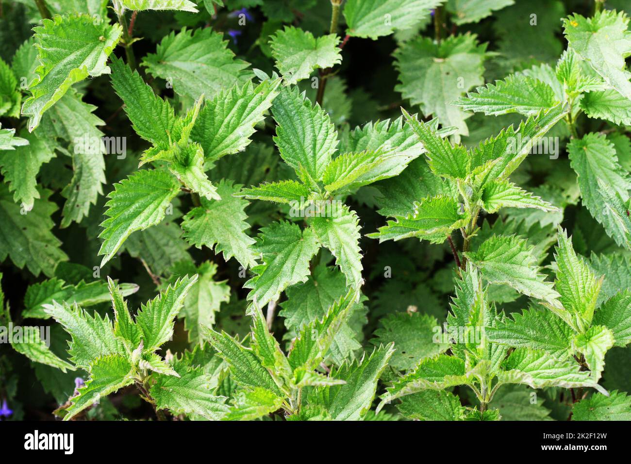 Urtica dioica, often called common nettle or stinging nettle Stock ...